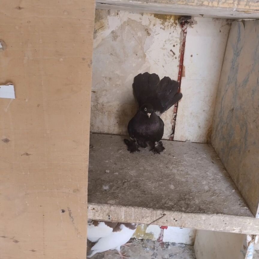 Статные голуби,2 голубка,2 голубки