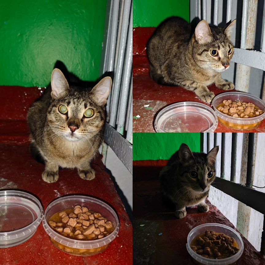 Котейка в подъезде