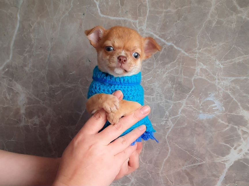 Чихуахуа,мини красавчик