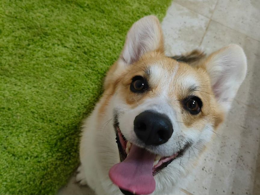 Вельш-корги пемброк мальчик в добрые руки