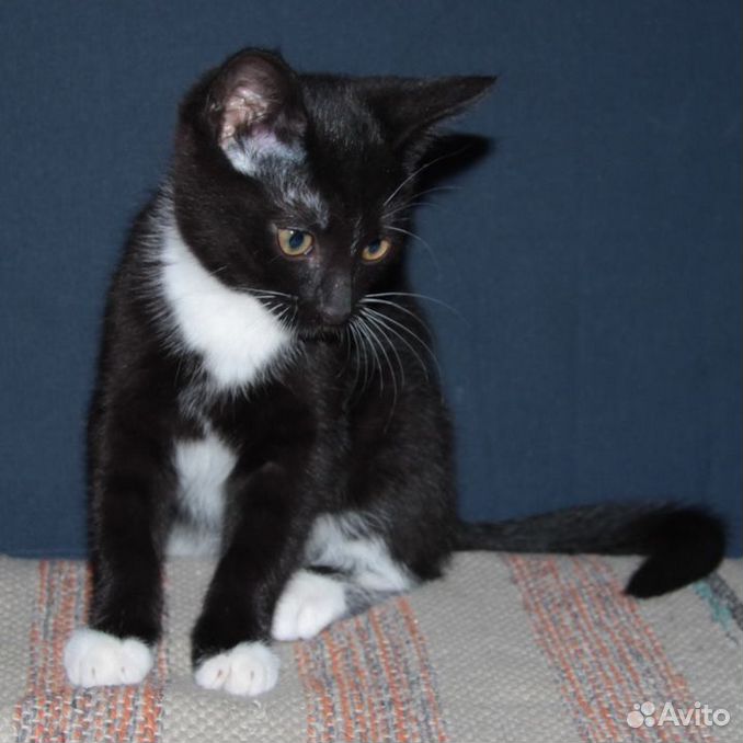 Котенок кошка черно белая отдам