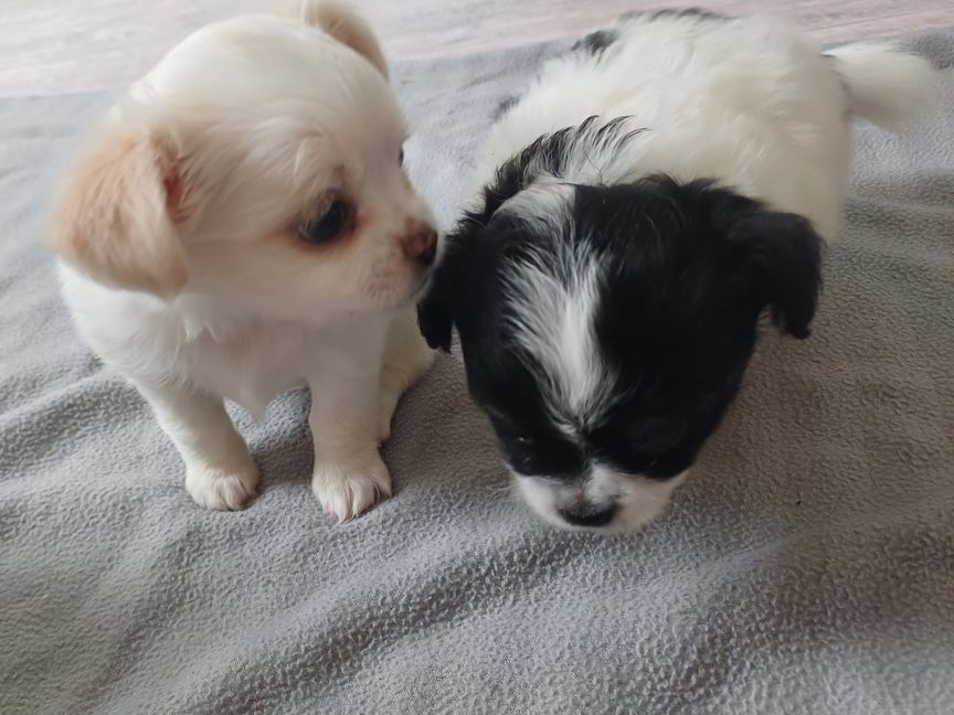 Чихуахуа щенки