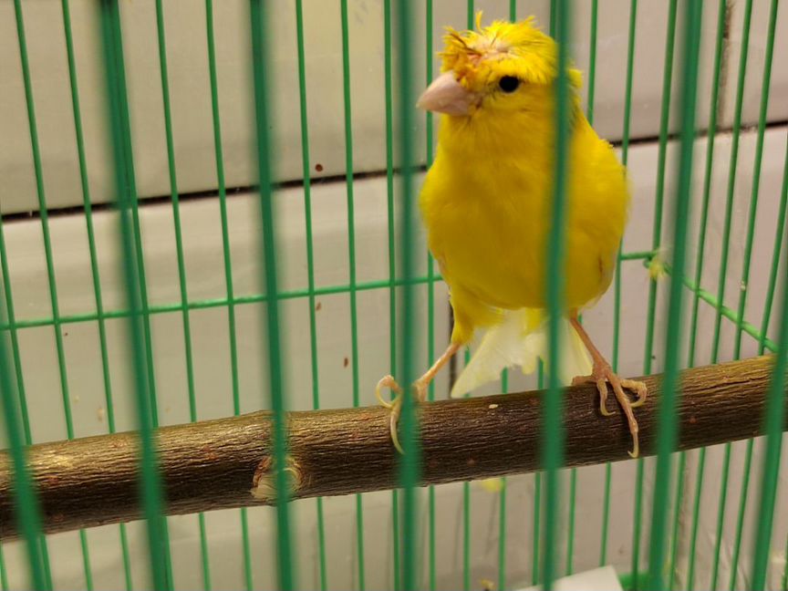 Канарейка, кенар