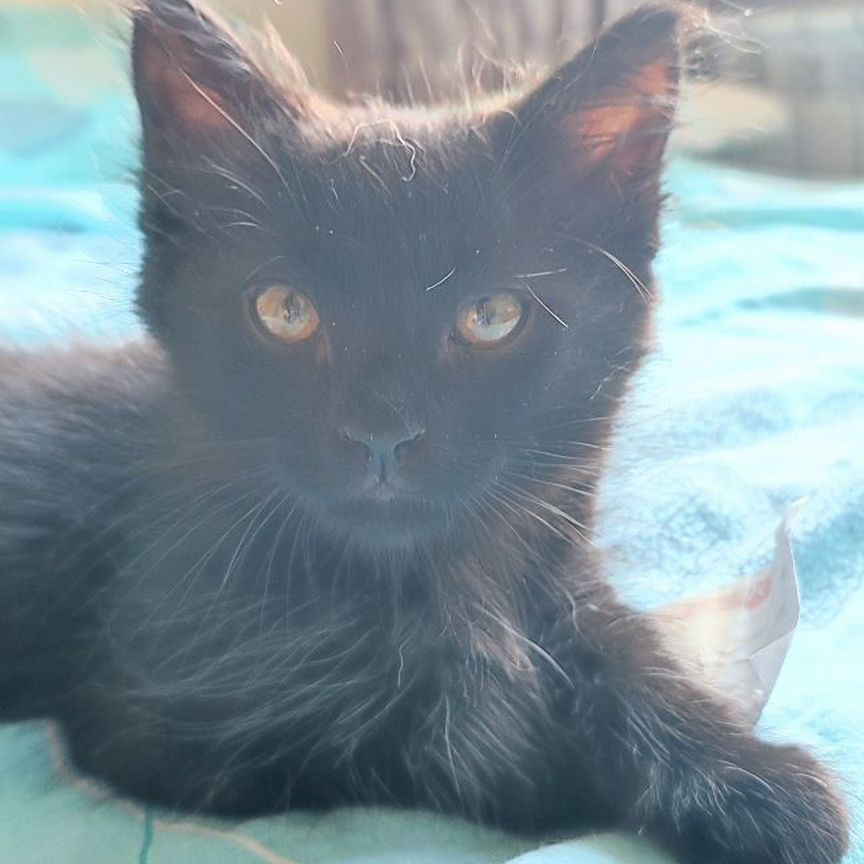 Котенок в добрые руки