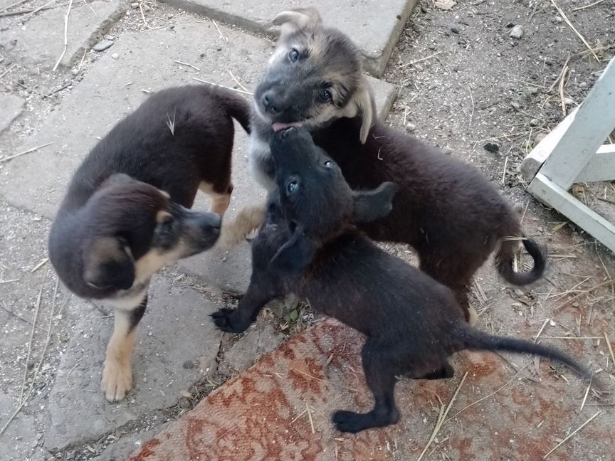 Привитые дворяне