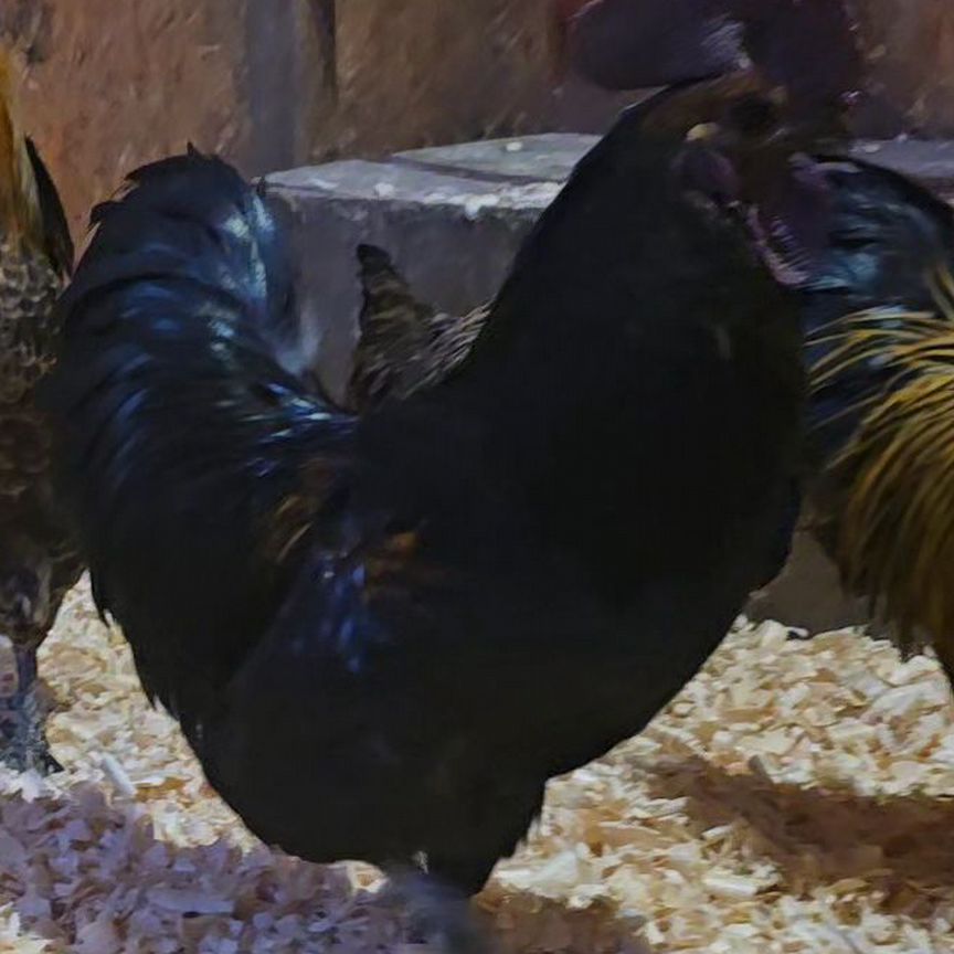 Порода Лакендази и Ухейилюй