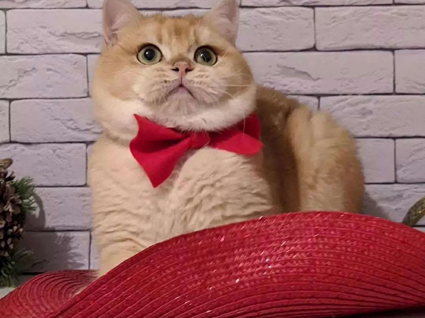 BRİ ny12 мальчик в разведение