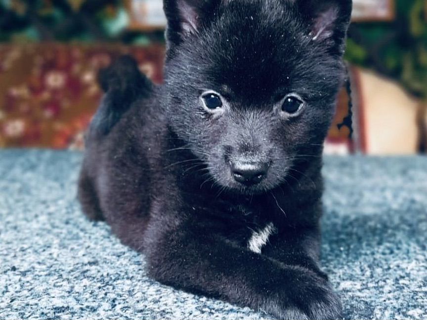 Схипперочка-девочка