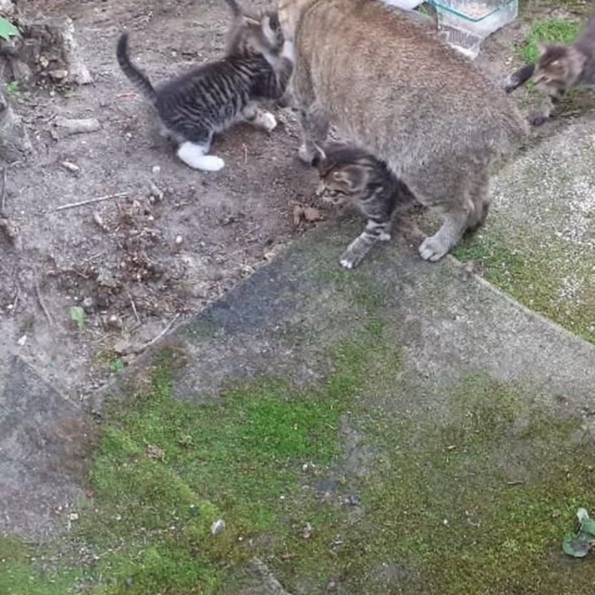 Котята с улицы нуждаются во временном доме