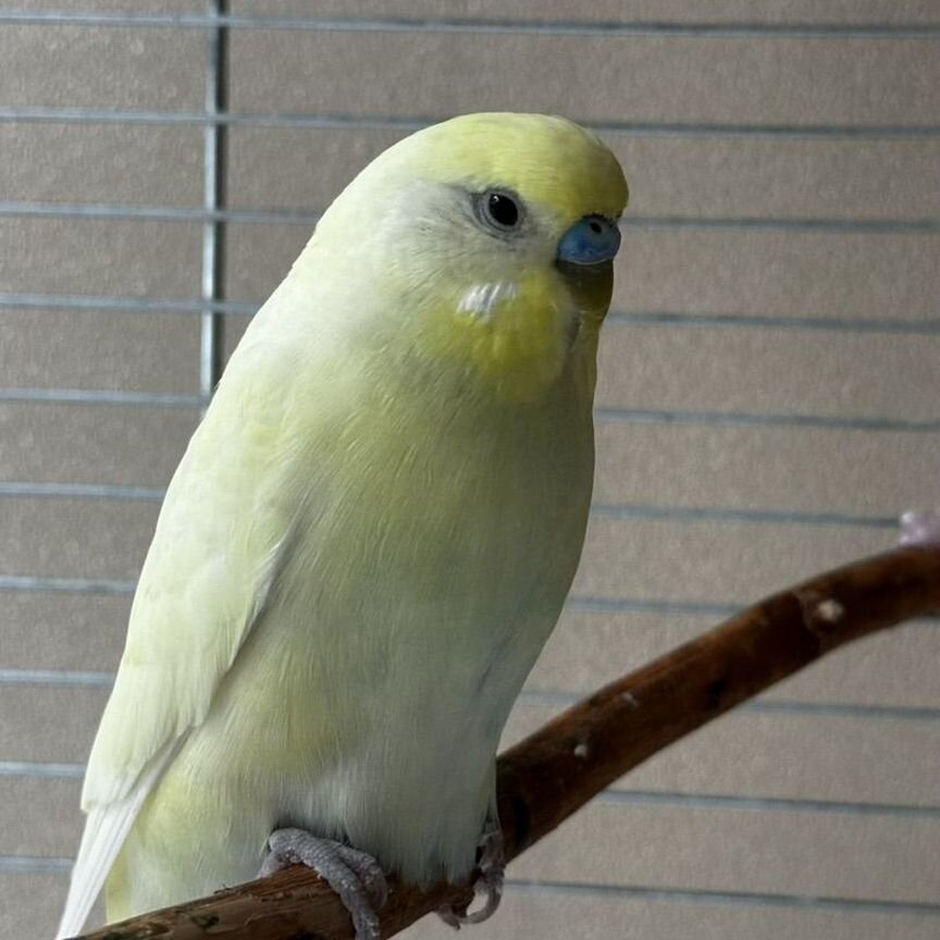 Волнистый попугай с клеткой