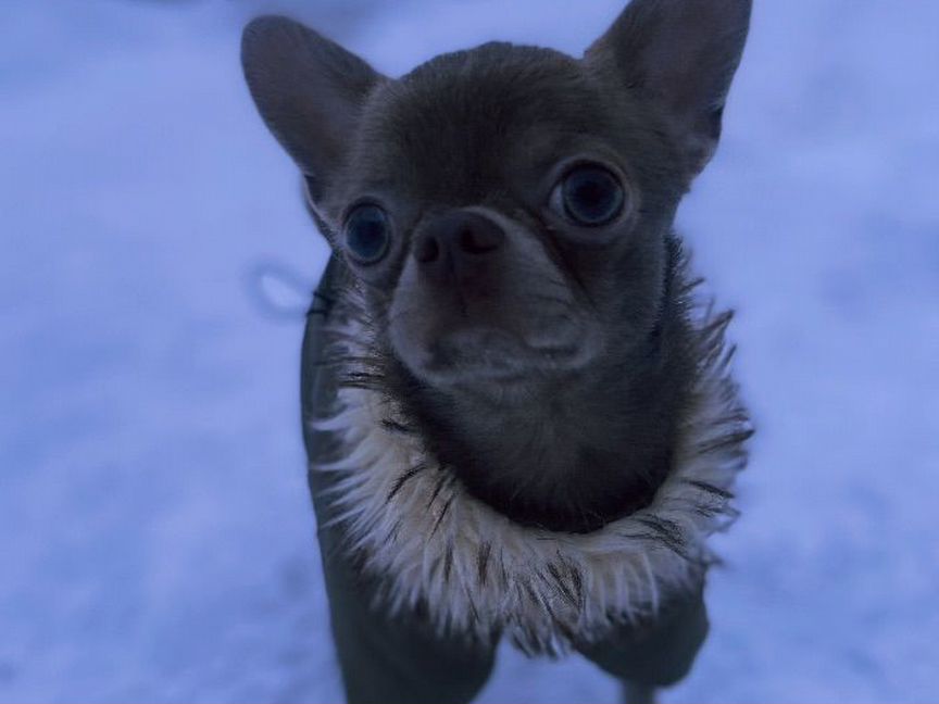 Вязка кобель чихуахуа