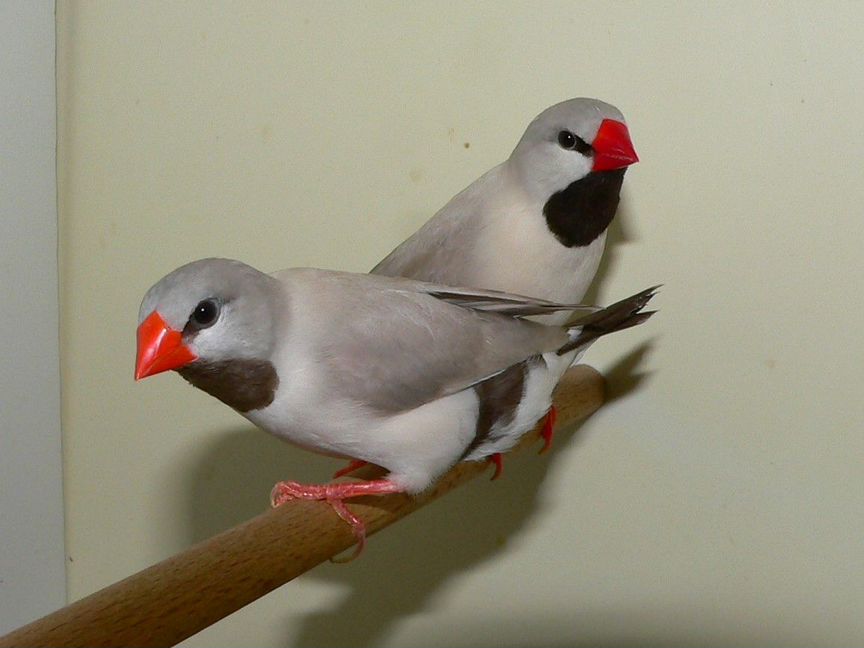 Острохвостые амадины. Германия