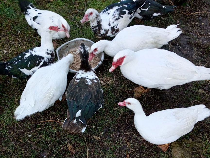 Утки шипуны