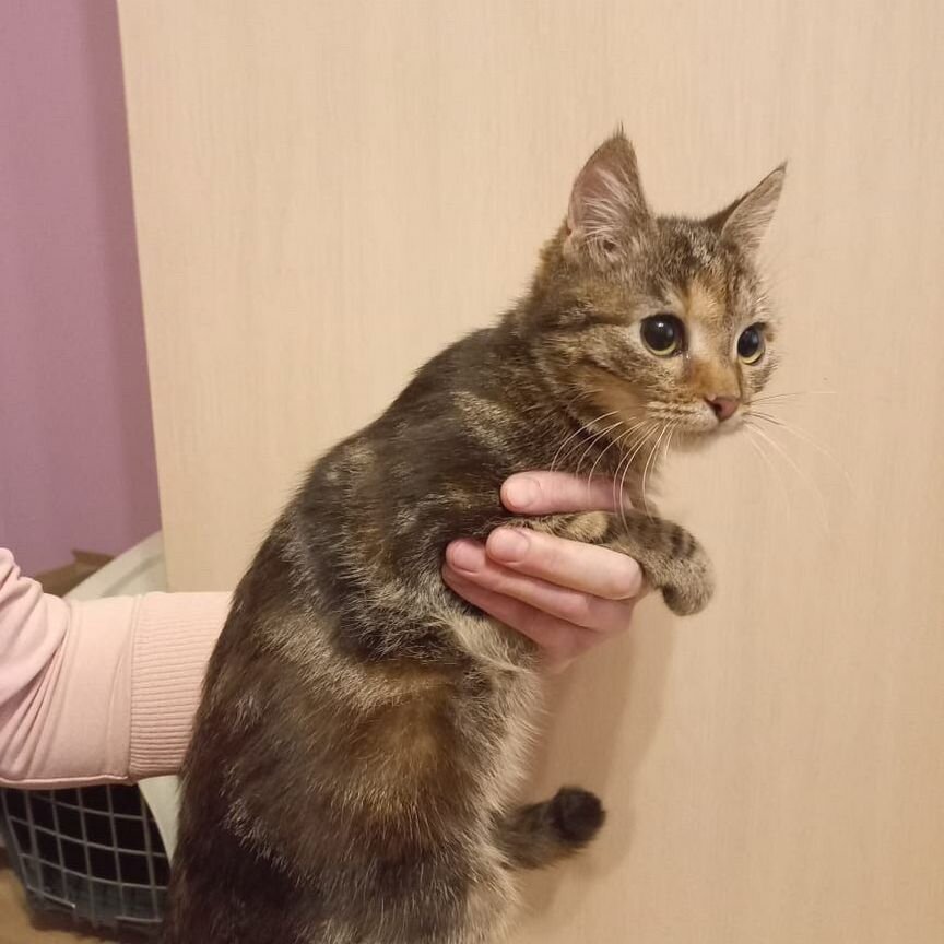 Котенок в добрые руки