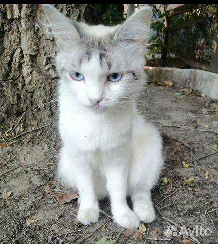 Кошка