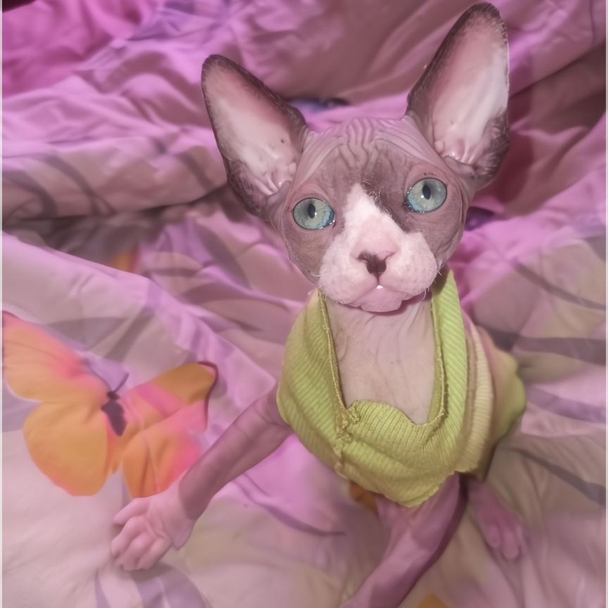 Канадский сфинкс котёнок