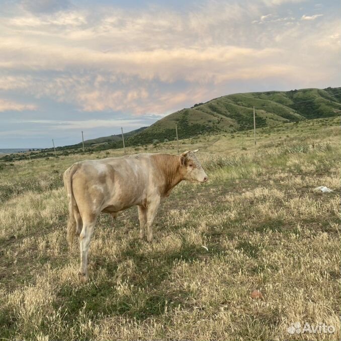 Бык симентал