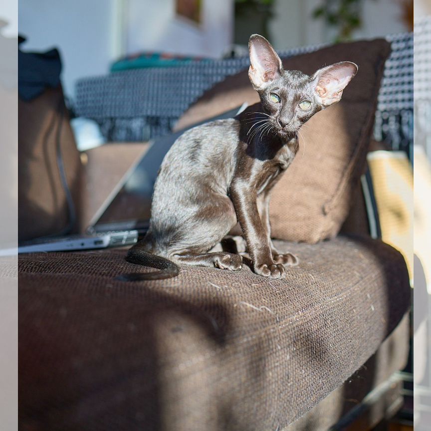 Ориентальный котёнок