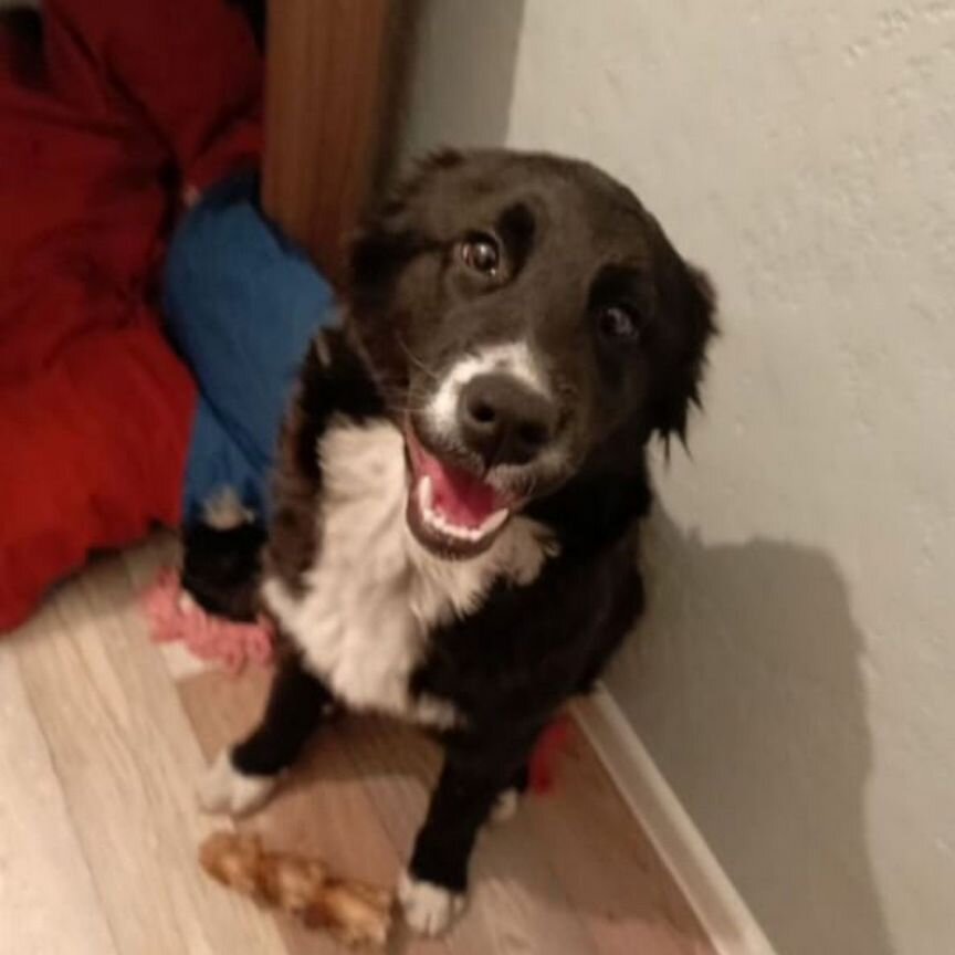 Ищем добрые руки для собачки