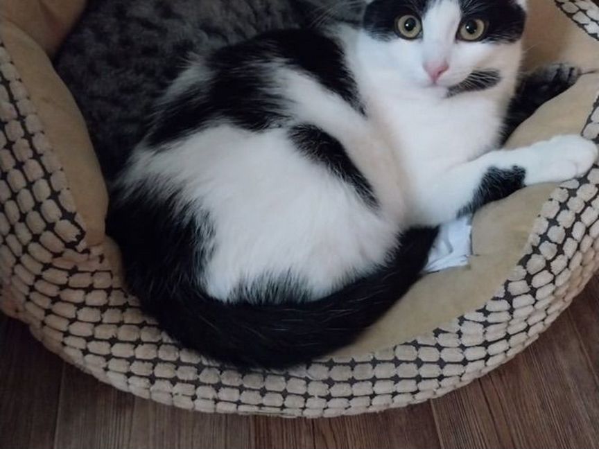 Кошка Ксюша ищет семью