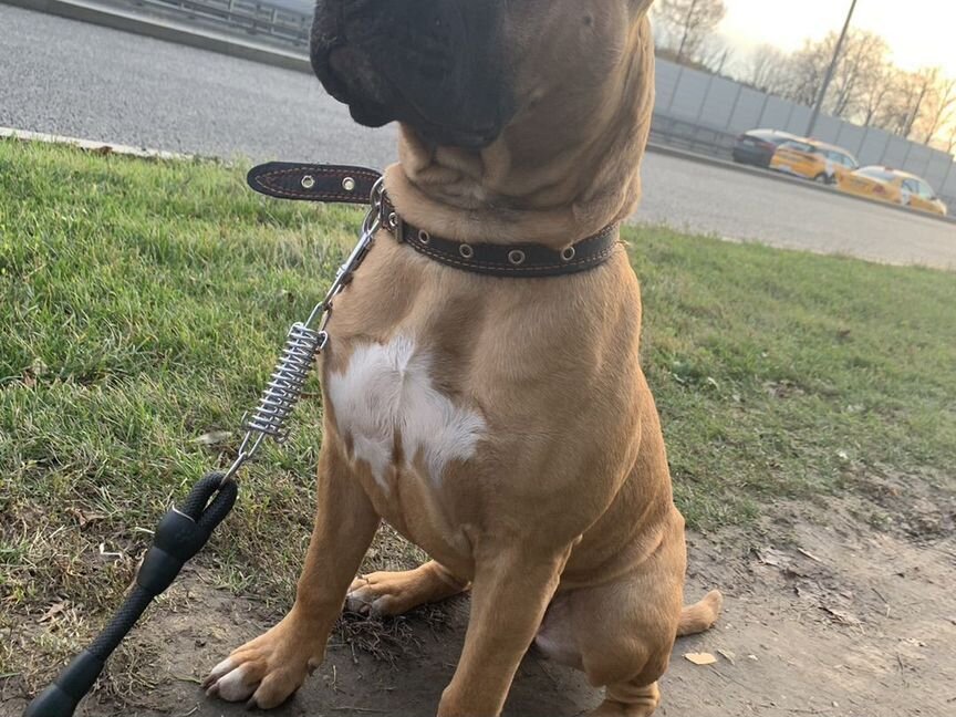 Щенки амстаффа / стафф