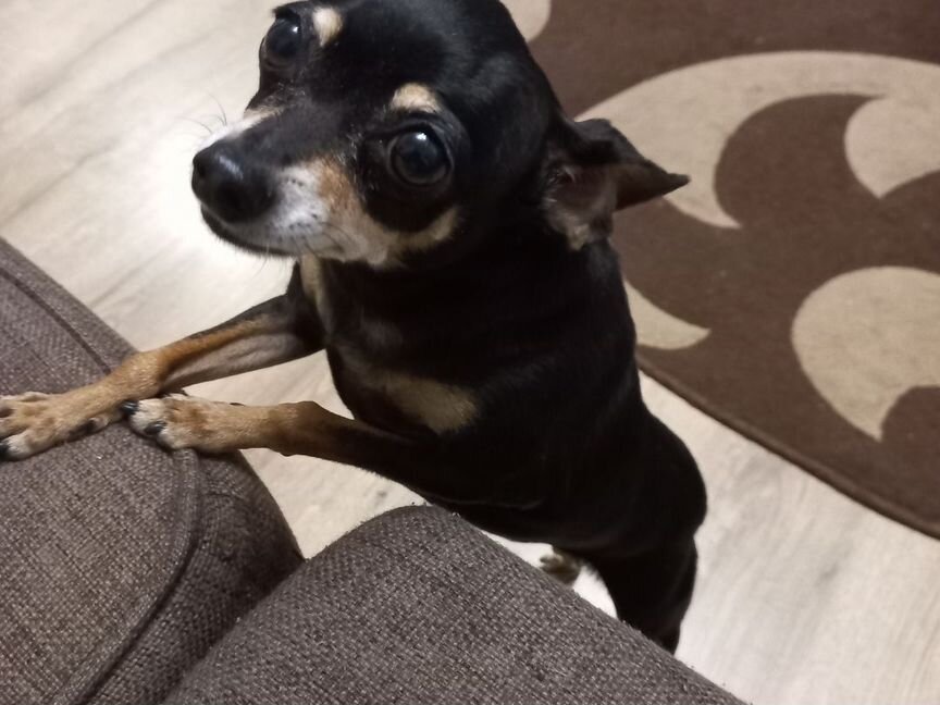 Мини той-терьер