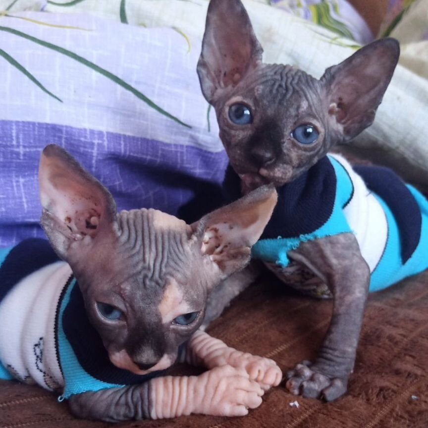 Канадский сфинкс котёнок