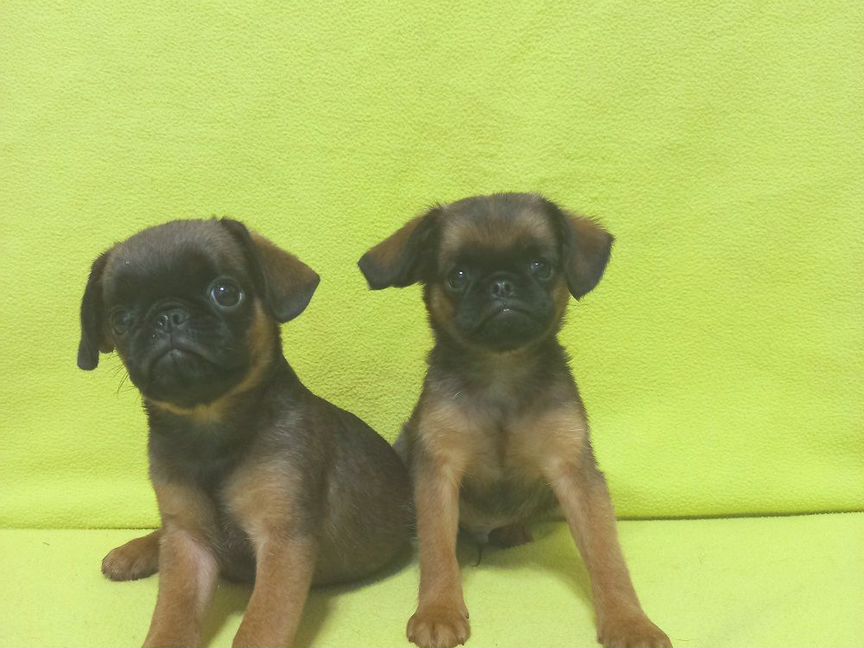 Мальчишки- братишки брабашки 2 мес