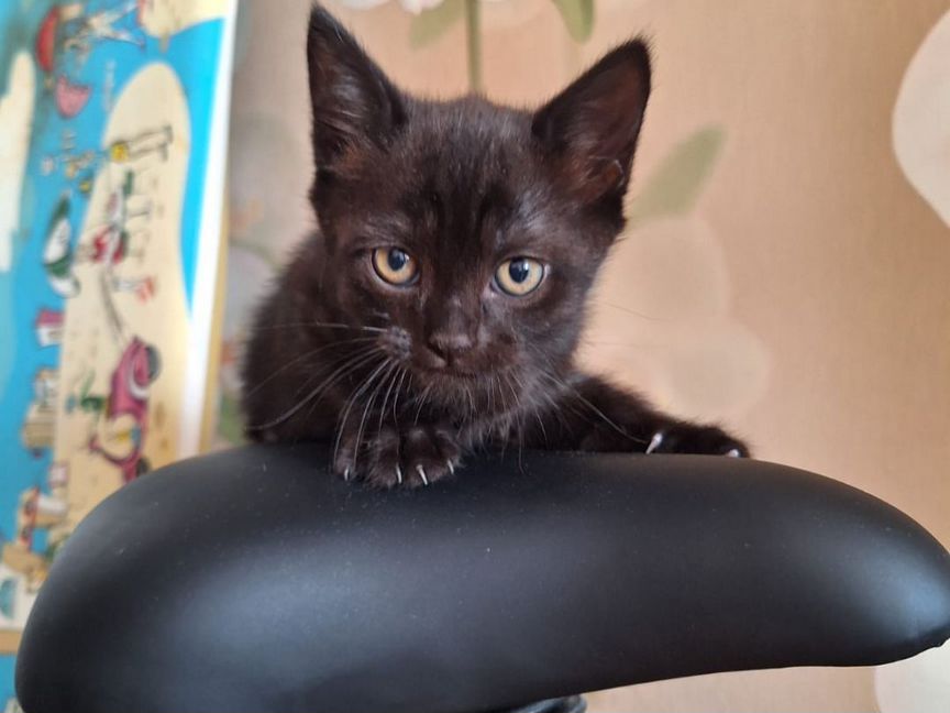 Черный котенок