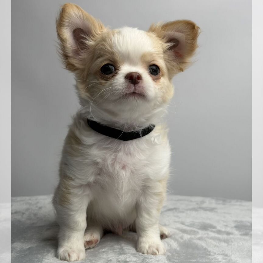 Чихуахуа, щенок