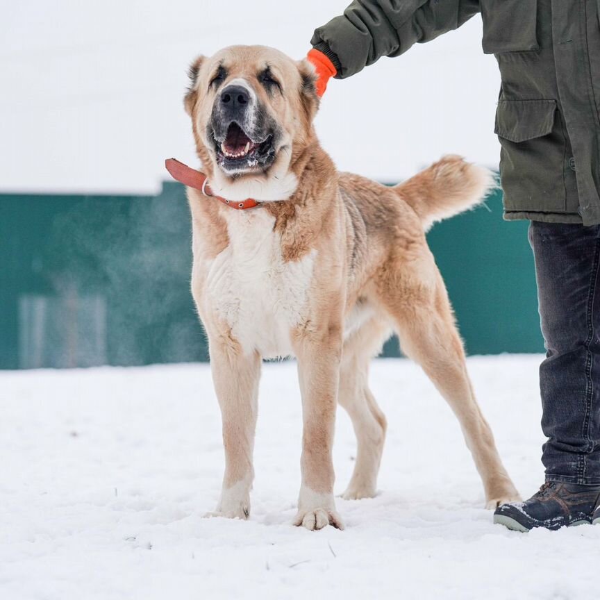 Невероятный Мансур ищет дом