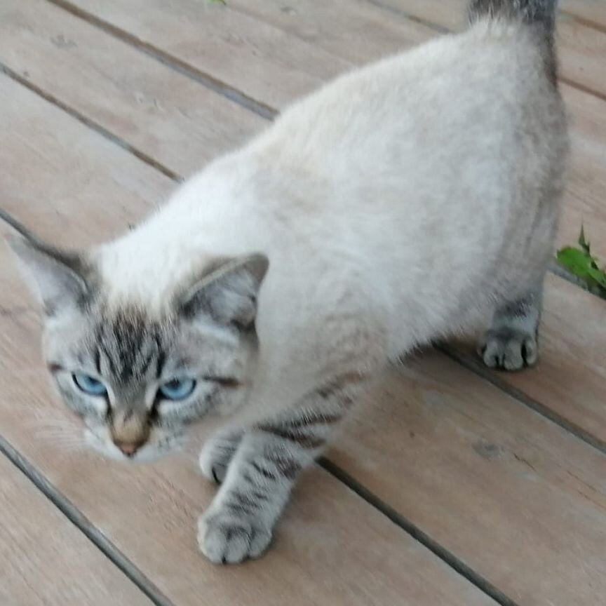 Котенок девочка