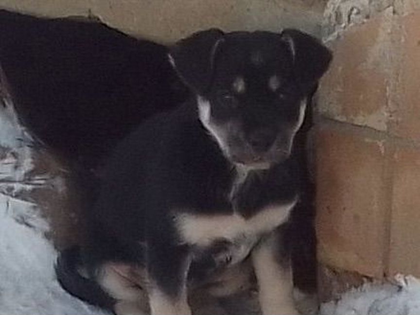 Щенок в добрые руки