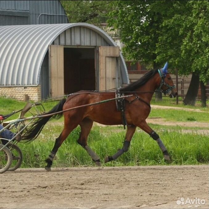 Перспективная молодая кобыла