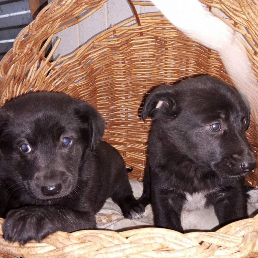 Маленькая собачка и ее детки