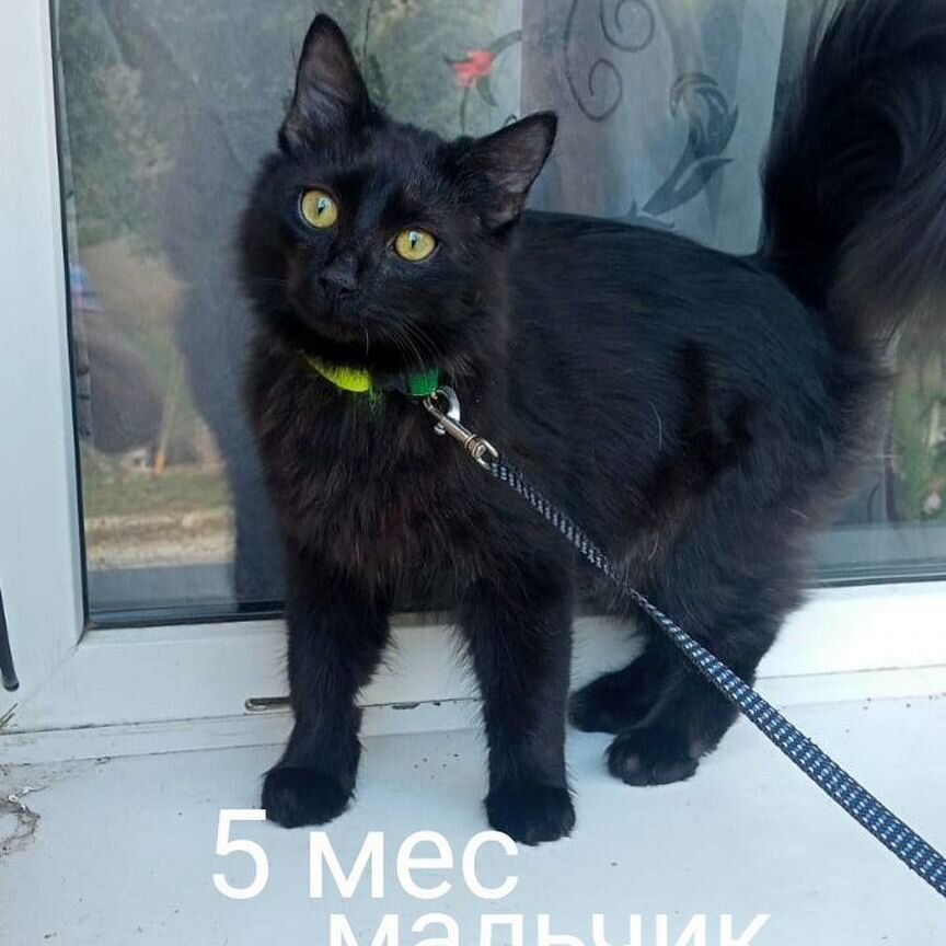 Котик красавчик