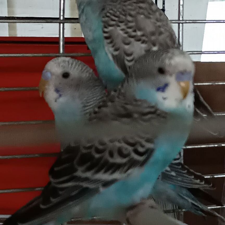 Волнистый попугай