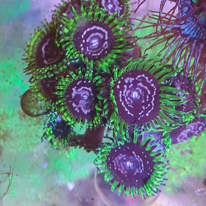 Живые кораллы для морского аквариума