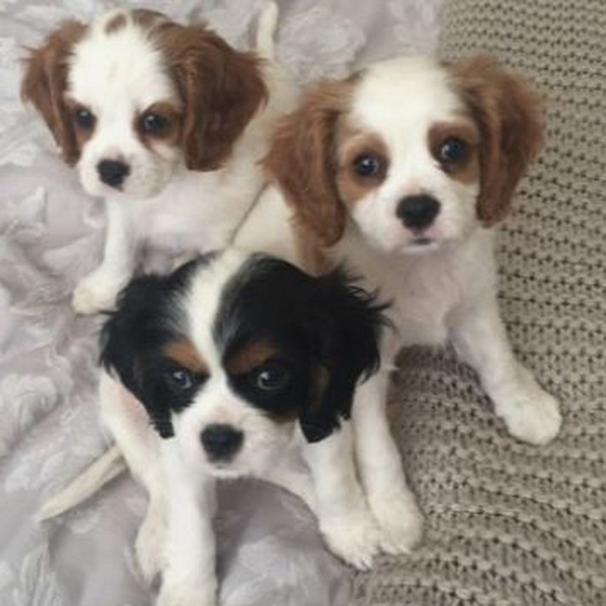 Кавалер кинг-чарльз-спаниель, щенок