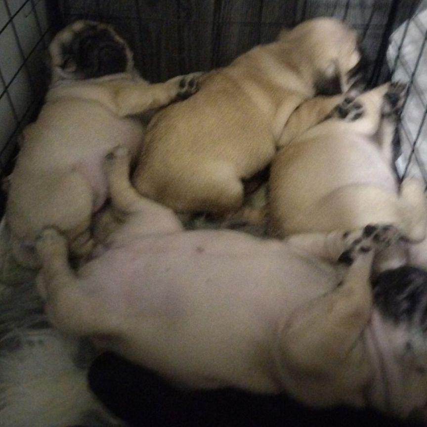 Мопс, щенок