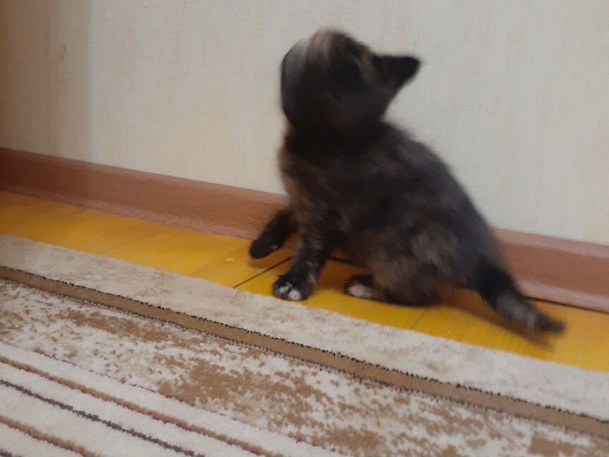 Отдам в добрые руки