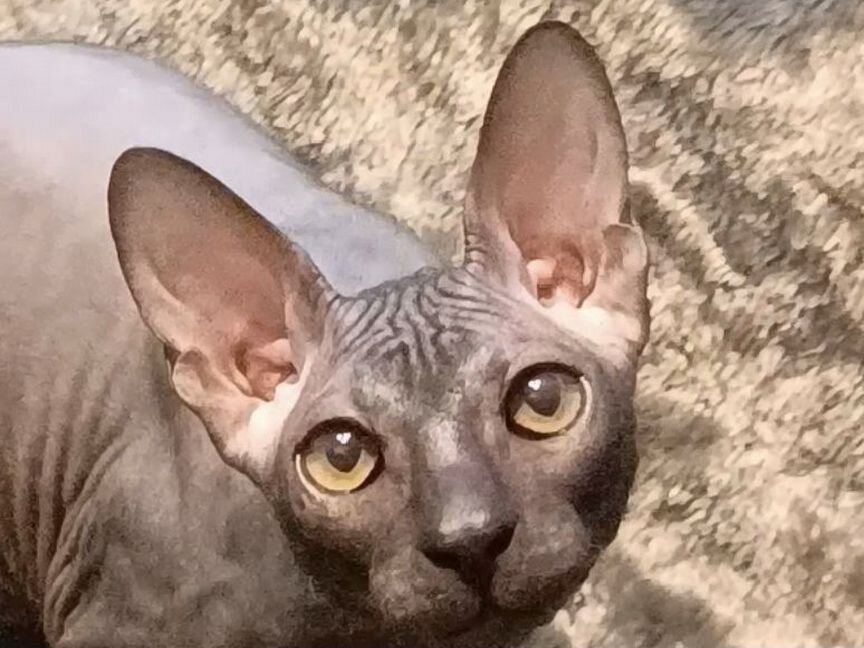 Котенок. 5 месяцев