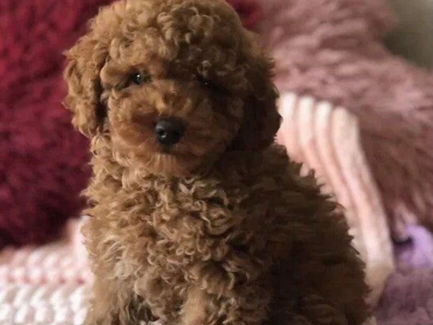 Мальтипу ф1 мини девочка