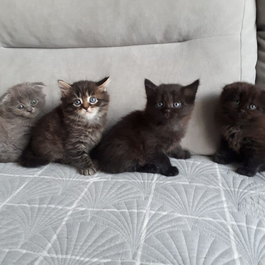 Британские вислоухие котята