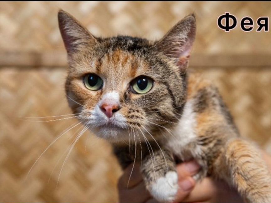 Кошки в добрые руки