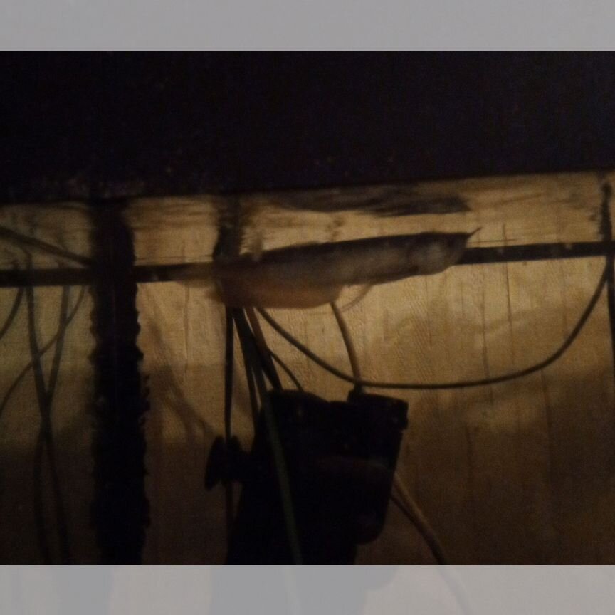 Арована серебряная