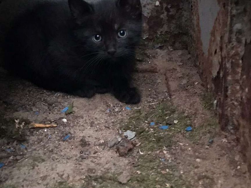 Котята в добрые руки бесплатно