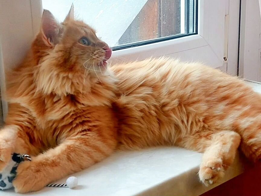 Пушистый рыжик Жорик