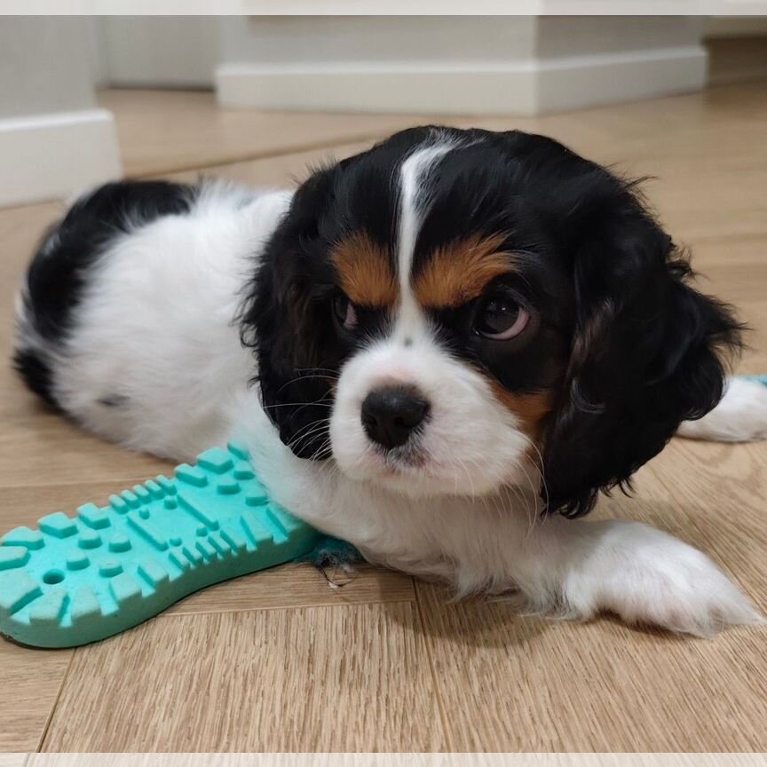 Кавалер кинг-чарльз-спаниель, щенок