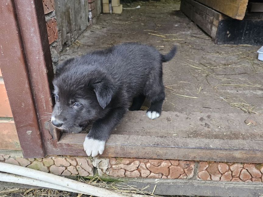 Щенкок бордер колли